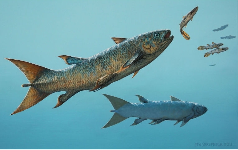 Le coelacanthe ou les hésitations d’un fossile vivant : : Le Dinoblog